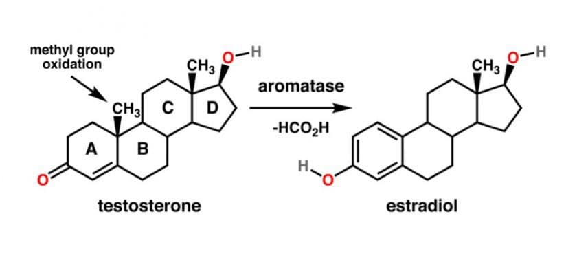 Neonicotinoids may alter estrogen production in humans – BioNews Central