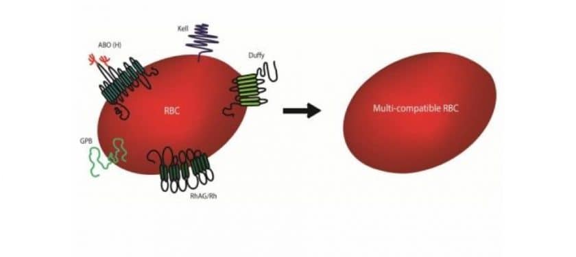 Researchers use gene editing to improve red blood cell transfusion ...