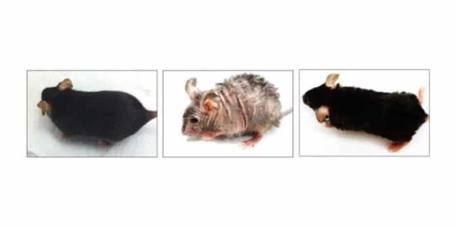 Scientists reverse aging-associated skin wrinkles and hair loss in a ...