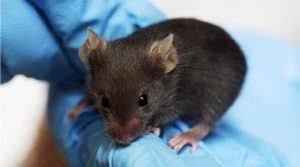Depression reversed in male mice by activating gene that helps excite ...