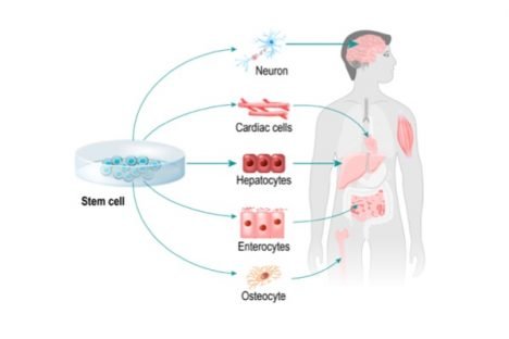CRISPR gene editing makes stem cells 'invisible' to immune system ...