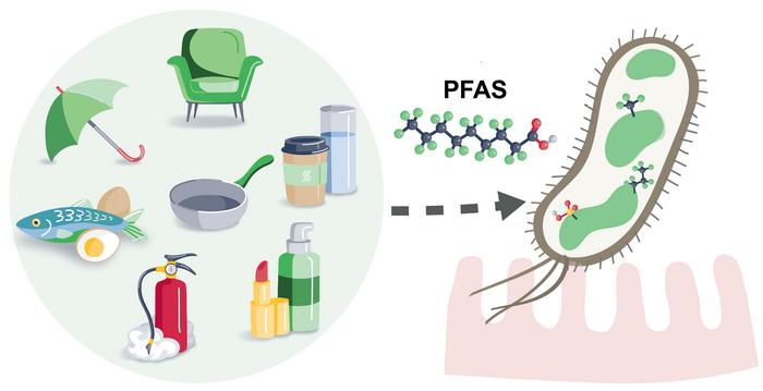 Gut microbes could protect us from toxic PFAS ‘forever chemicals ...